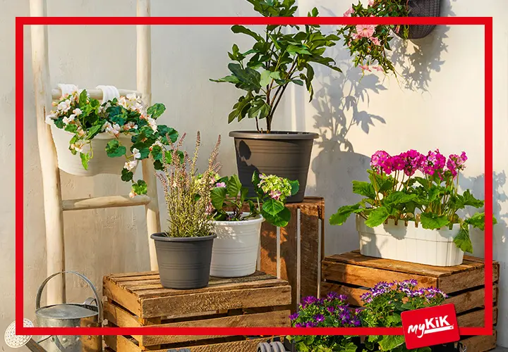 myKiK Vorteilskarte | KiK Onlineshop